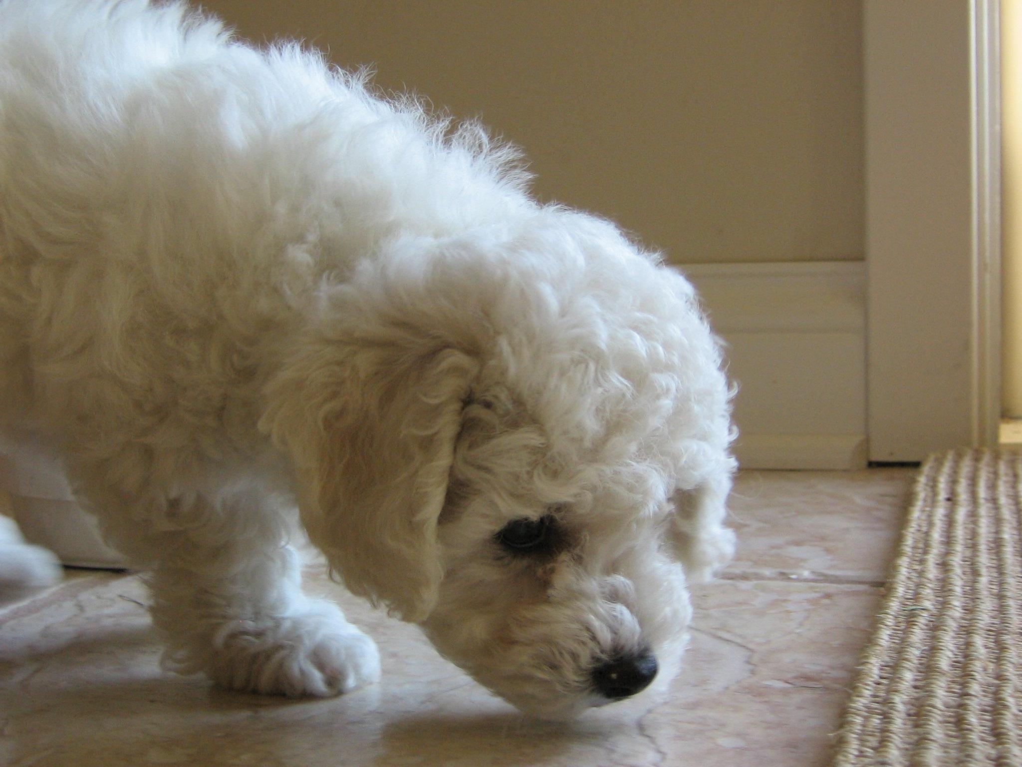 20 RACES de CHIENS IDÉALES pour APPARTEMENT - CHOISIR son CHIENS