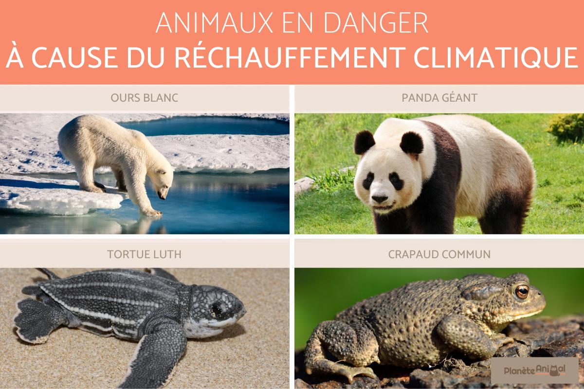 Animaux En Danger D Extinction