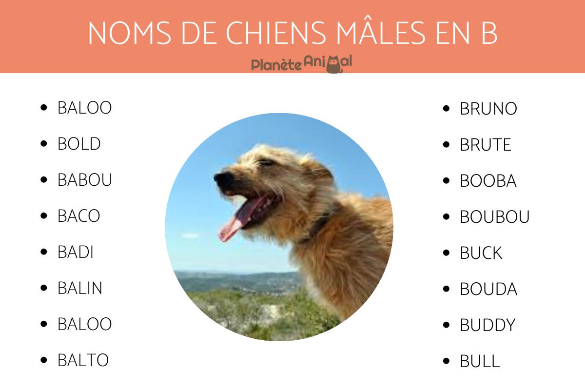 Idées de noms de chiens mâles - PLUS DE 900 IDÉES