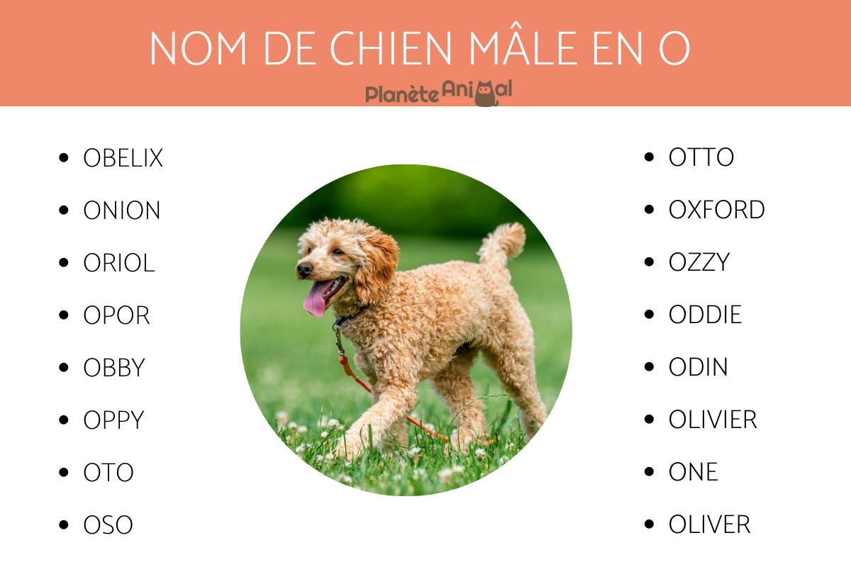 Idées de noms de chiens mâles - PLUS DE 900 IDÉES