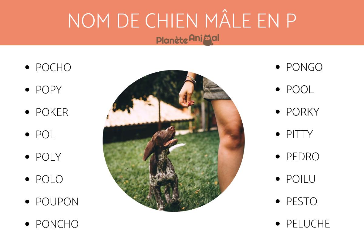 Idées de noms de chiens mâles - PLUS DE 900 IDÉES