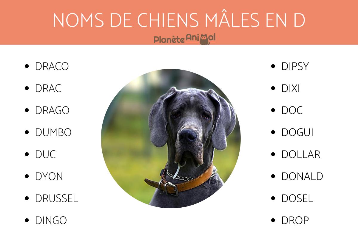 Idées de noms de chiens mâles - PLUS DE 900 IDÉES