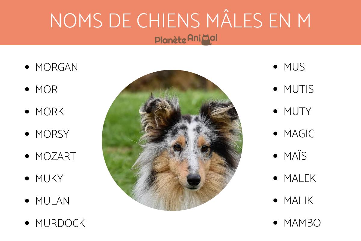 Idées de noms de chiens mâles - PLUS DE 900 IDÉES
