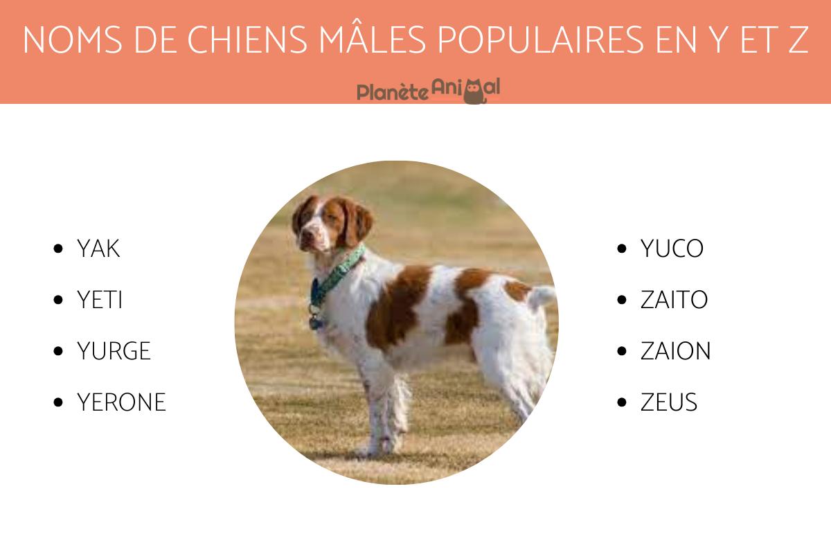 Idées de noms de chiens mâles - PLUS DE 900 IDÉES