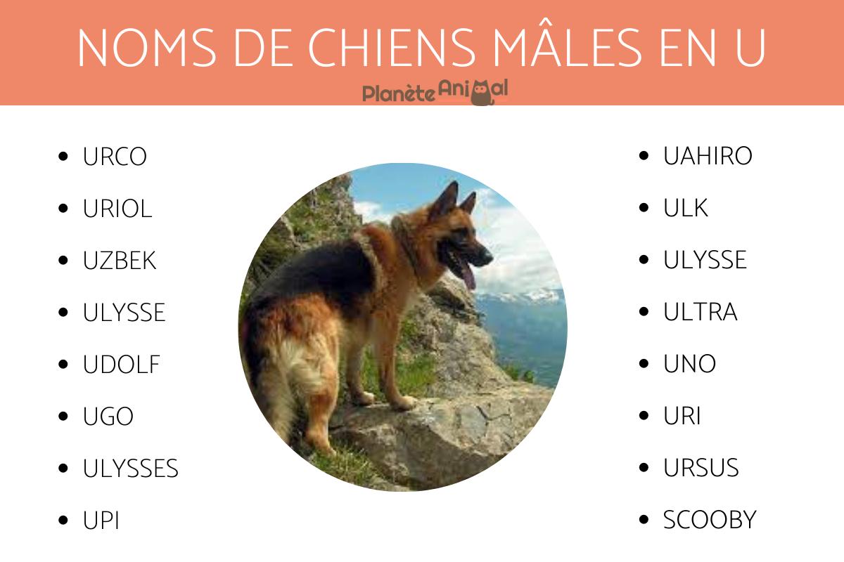 Idées de noms de chiens mâles - PLUS DE 900 IDÉES