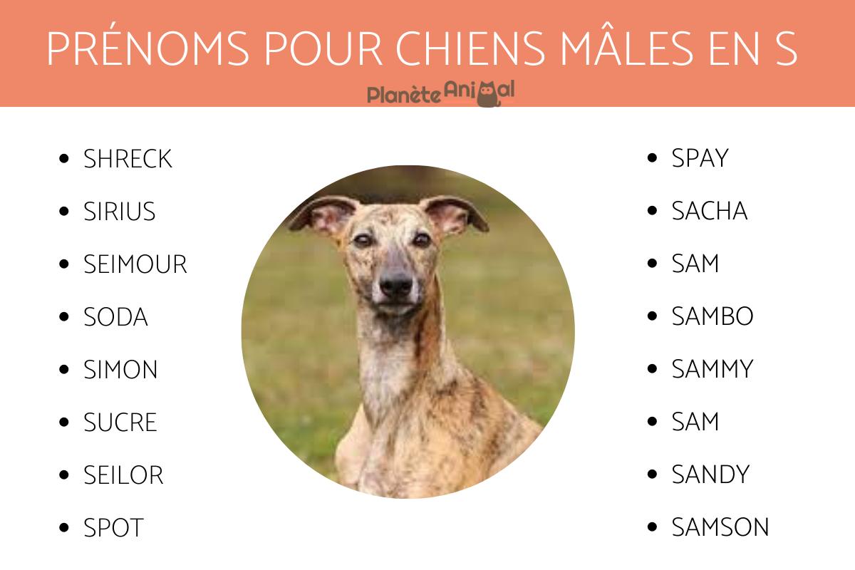 Idées de noms de chiens mâles - PLUS DE 900 IDÉES