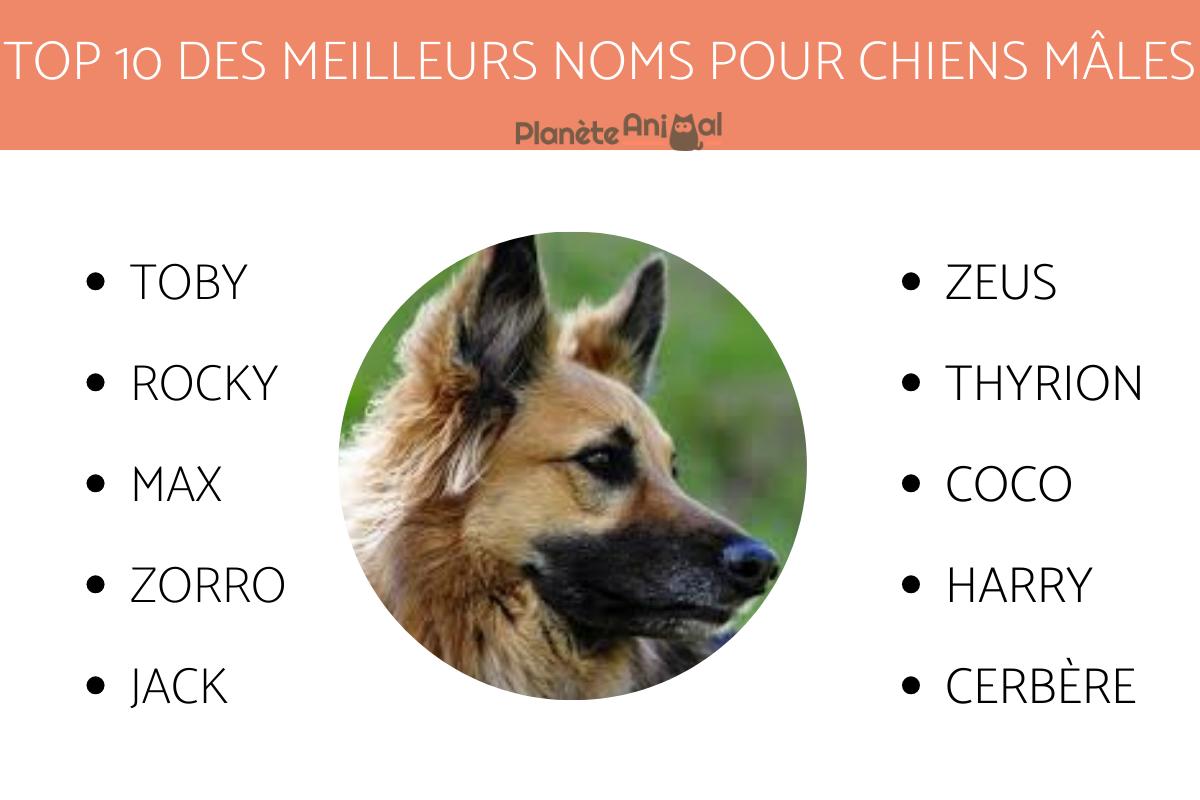Idées de noms de chiens mâles - PLUS DE 900 IDÉES