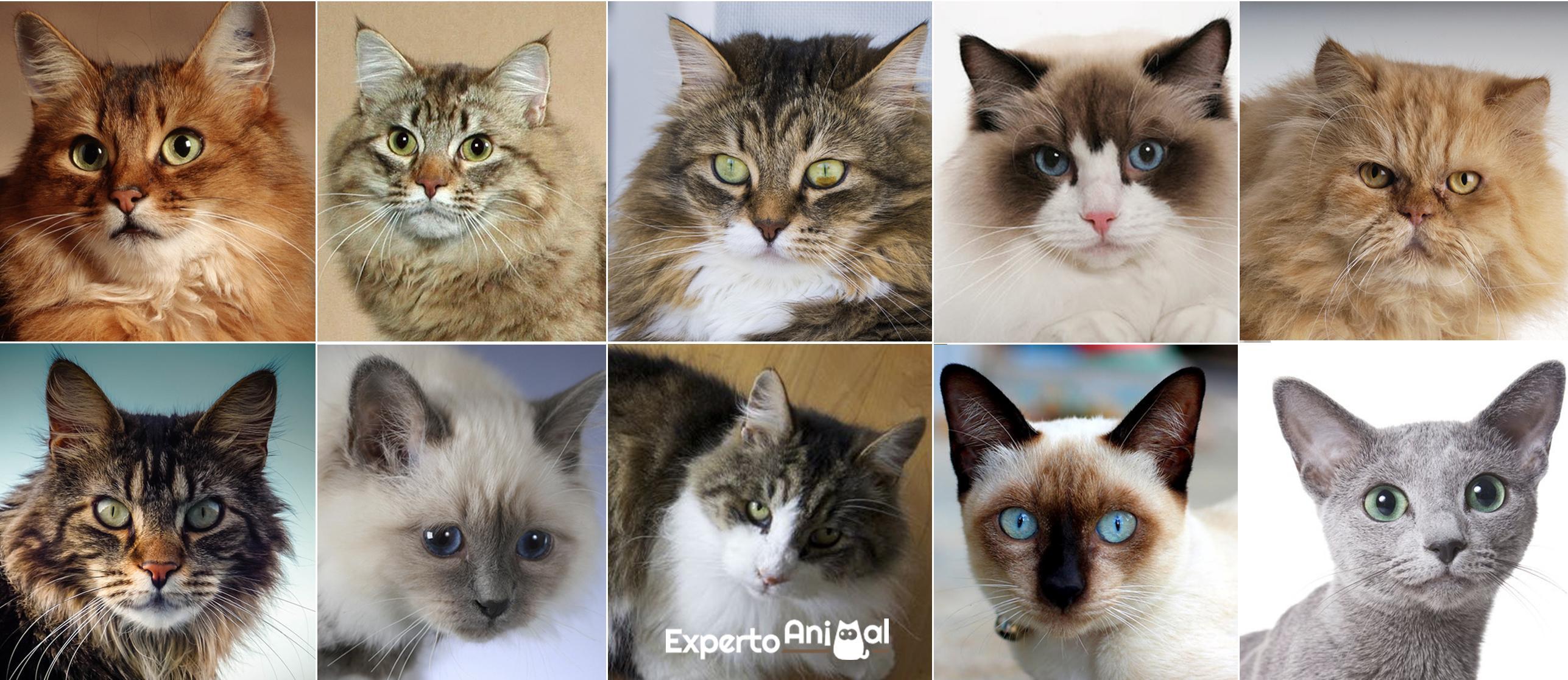Races de chats les plus populaires du monde - TOP 10