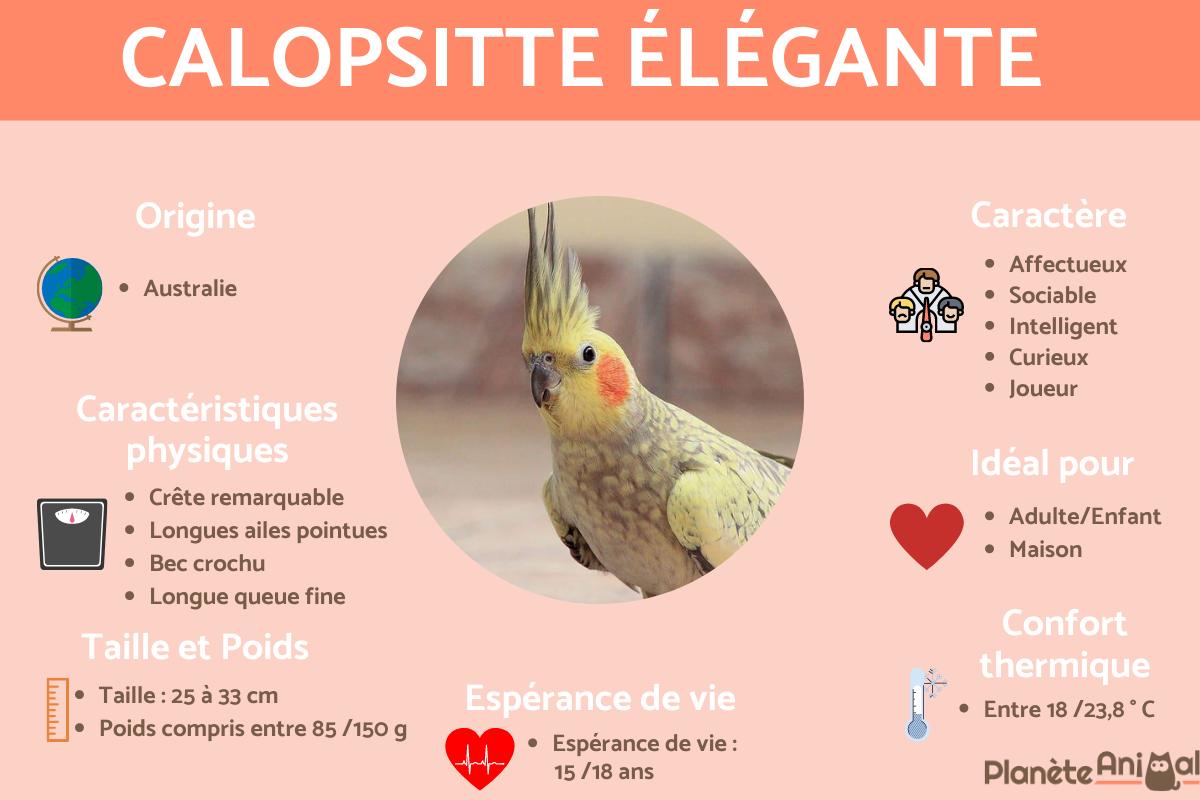 CALOPSITTE ÉLÉGANTE : CARACTÉRISTIQUES, LANGAGE, COMPORTEMENT