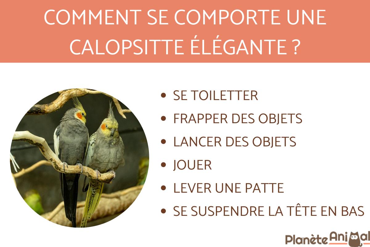 CALOPSITTE ÉLÉGANTE : CARACTÉRISTIQUES, LANGAGE, COMPORTEMENT