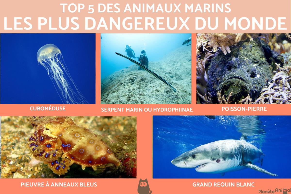 TOP 5 des ANIMAUX MARINS les PLUS DANGEREUX du MONDE