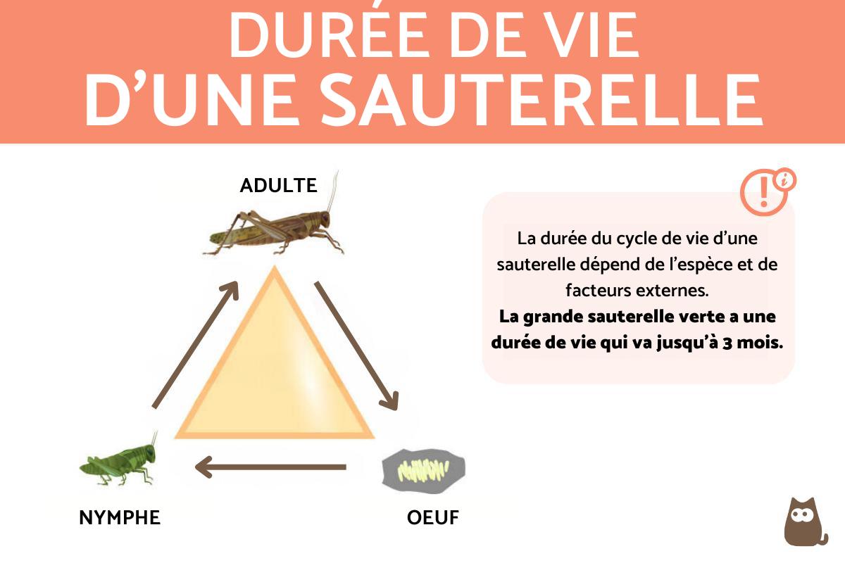 Durée de vie d'une sauterelle - CYCLE DE VIE COMPLET