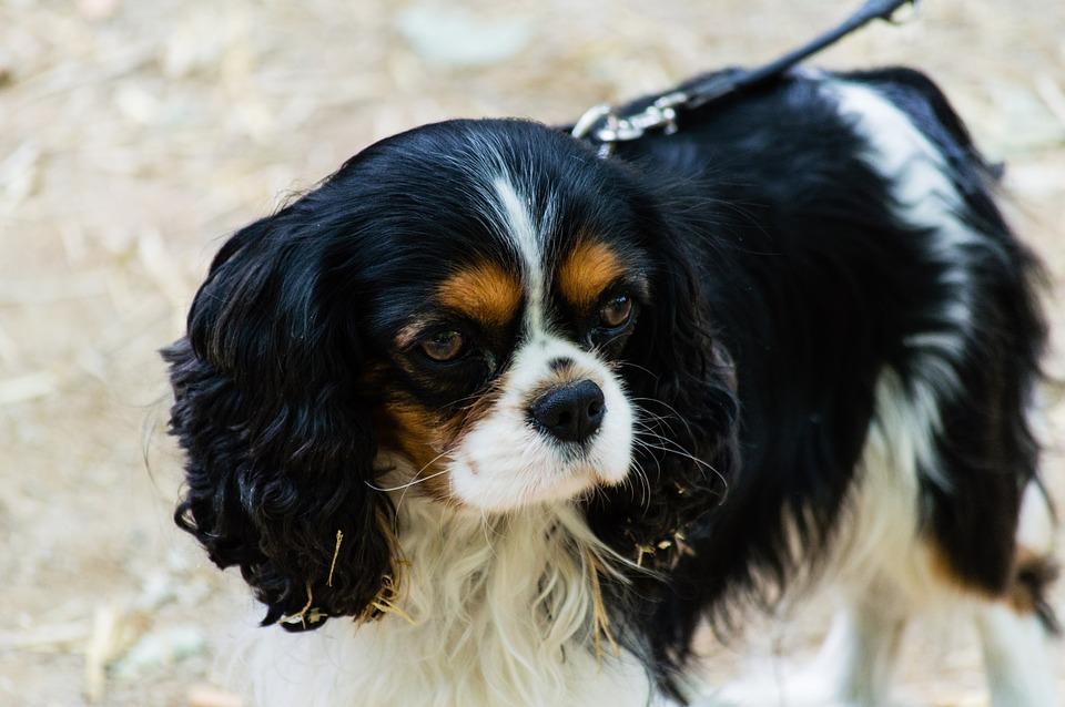 + de 15 Races de CHIENS NAINS - Caractéristiques et Photos