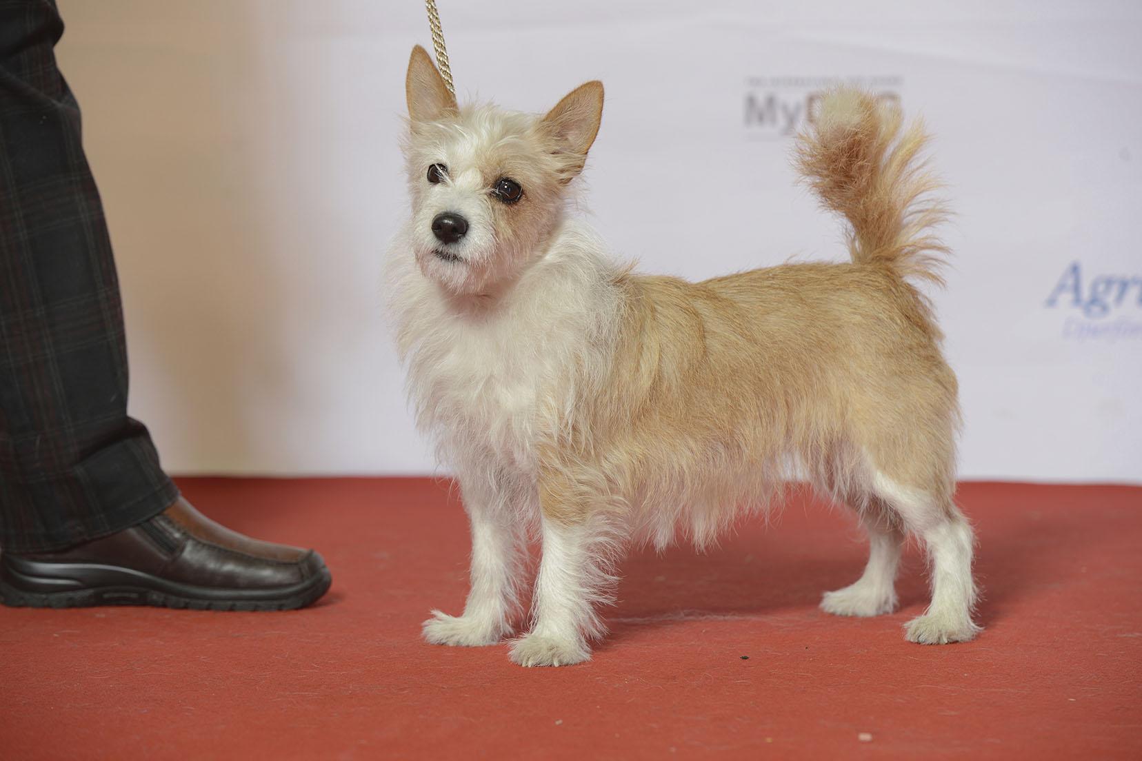 + de 15 Races de CHIENS NAINS - Caractéristiques et Photos