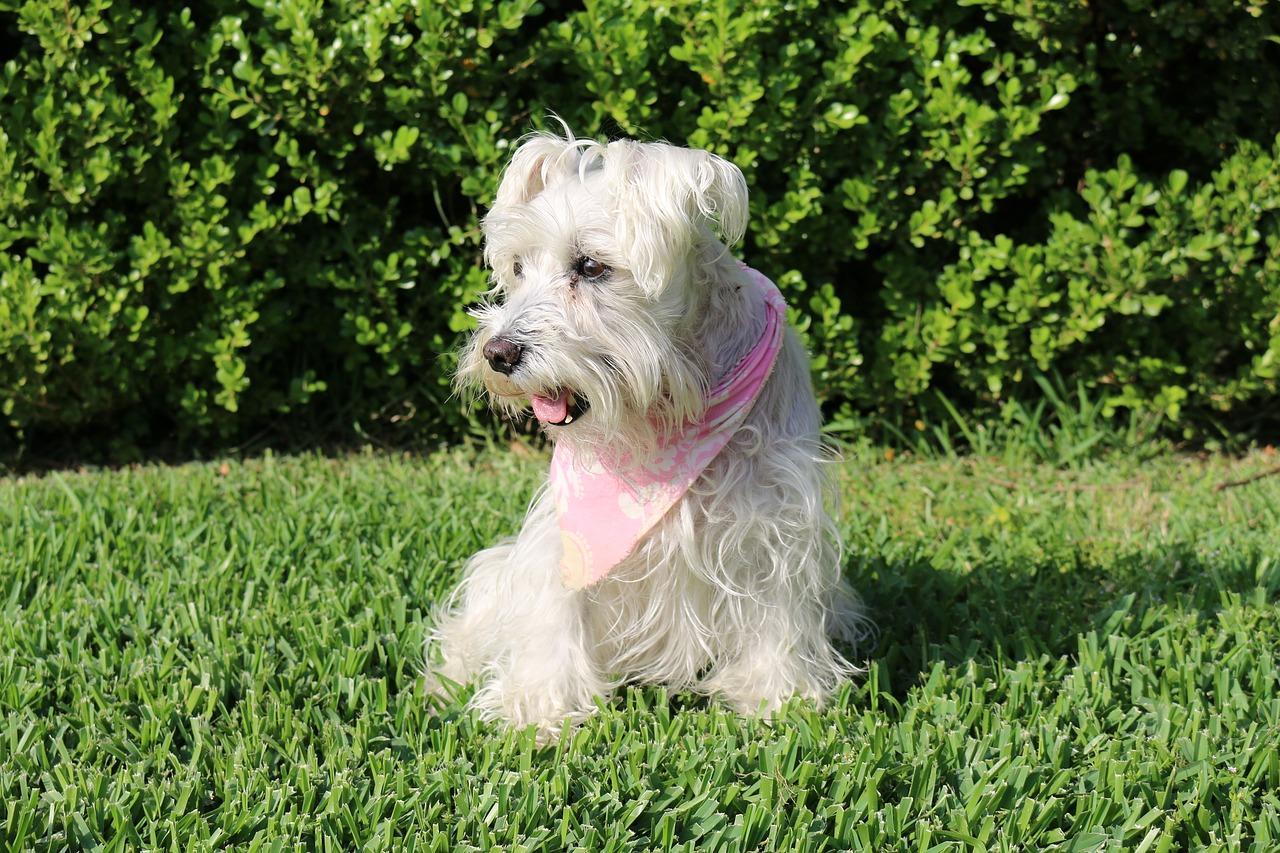 + de 15 Races de CHIENS NAINS - Caractéristiques et Photos