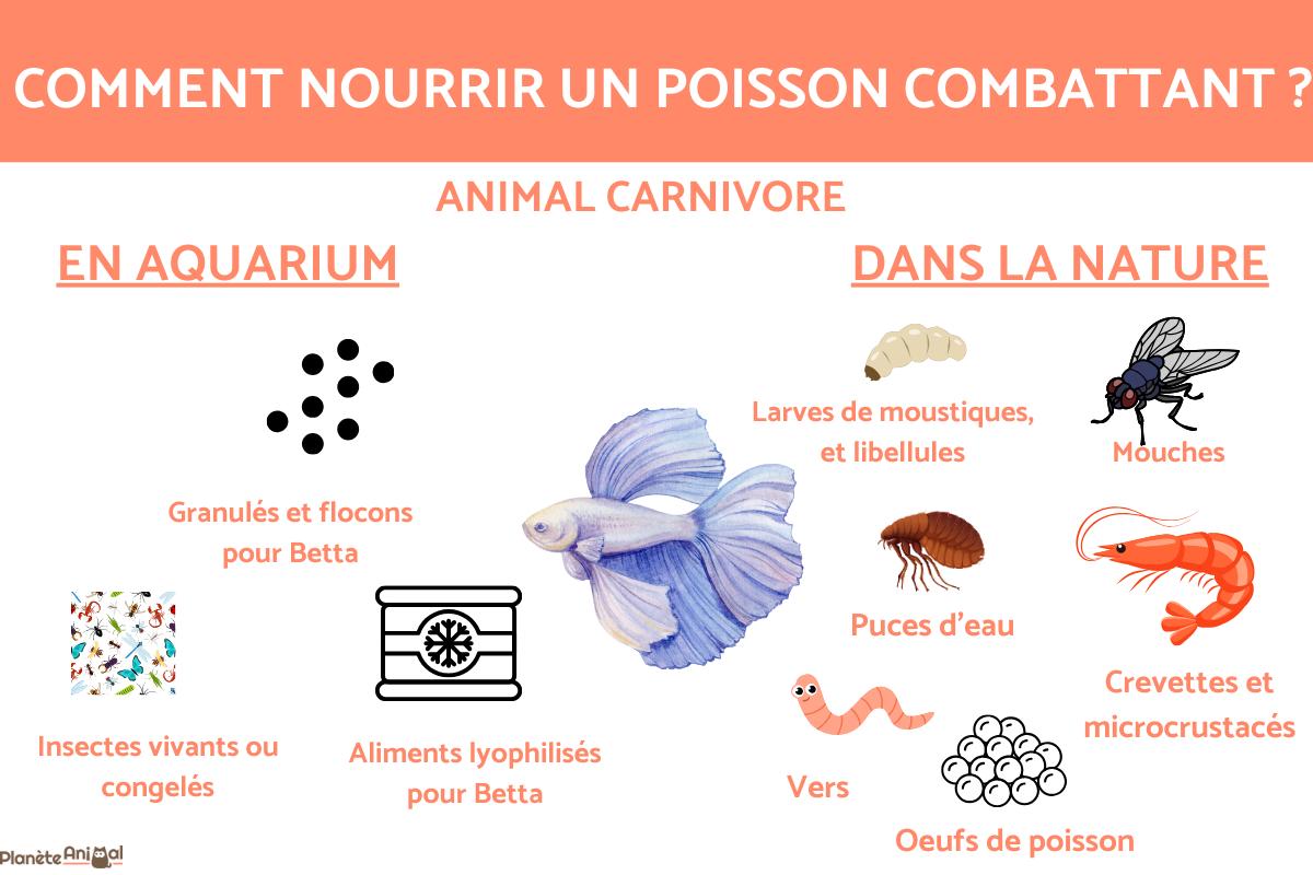 Nourrir un poisson combattant