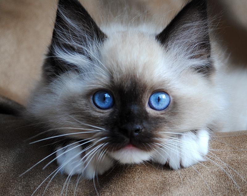 Les RACES de CHATS aux YEUX BLEUS - TOP 10