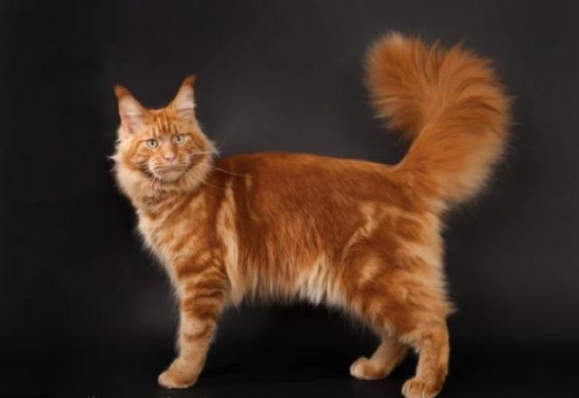 RACE de CHAT ROUX