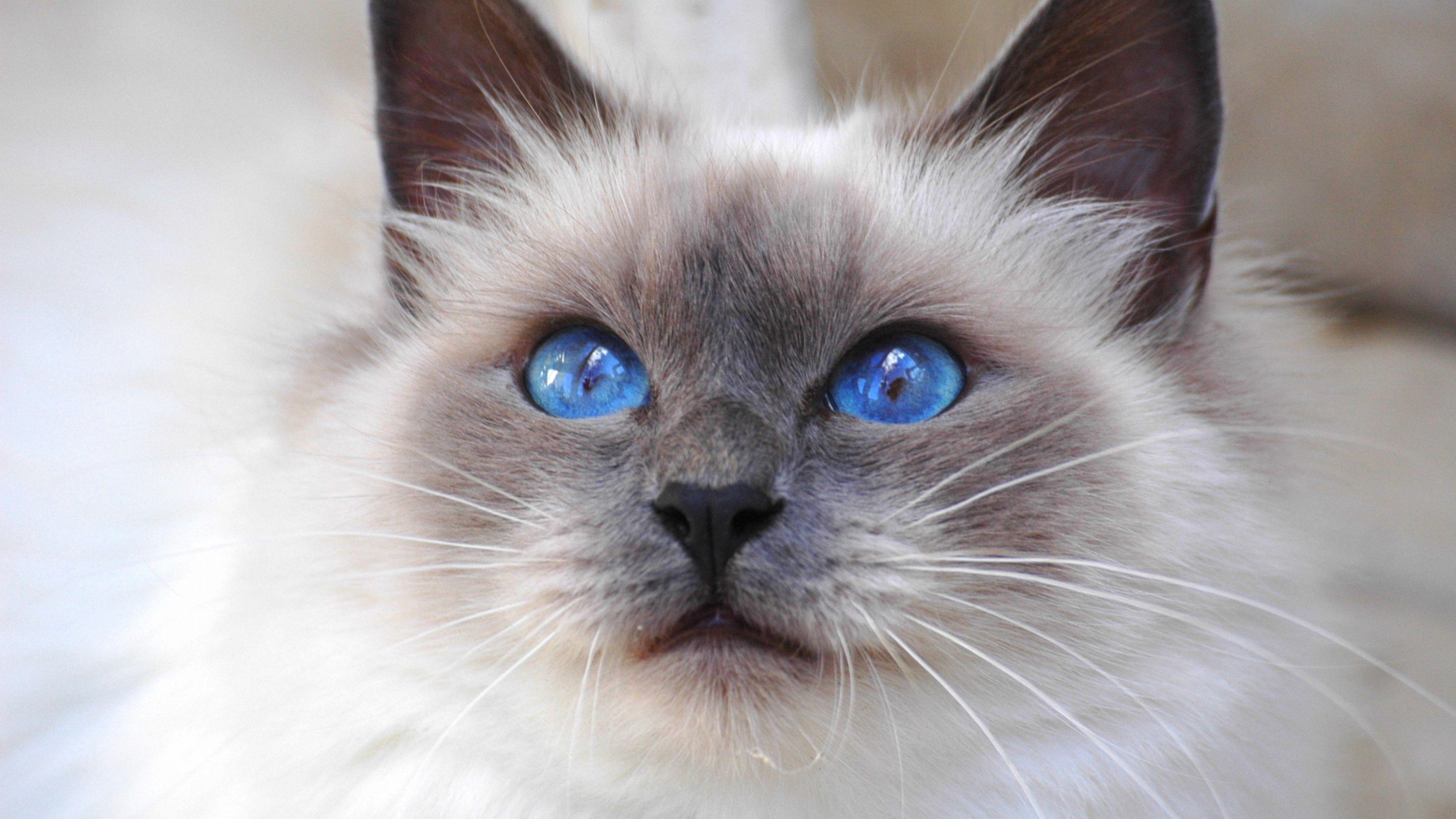 Les RACES de CHATS aux YEUX BLEUS - TOP 10