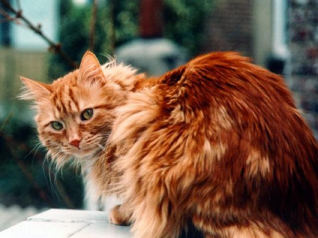 RACE de CHAT ROUX