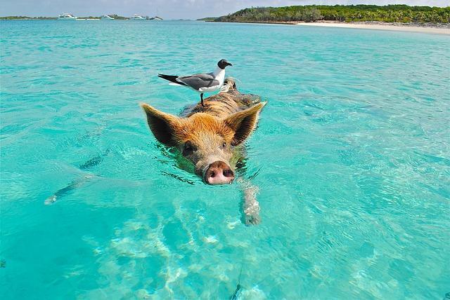 TOP 10 des animaux les plus INTELLIGENTS du MONDE