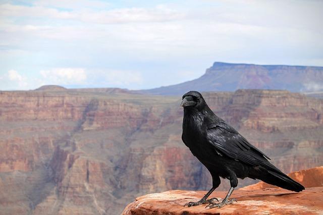 TOP 10 des animaux les plus INTELLIGENTS du MONDE