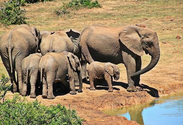 TOP 10 des animaux les plus INTELLIGENTS du MONDE