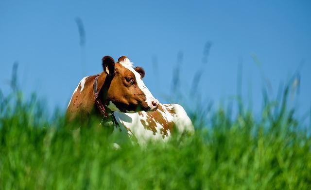 TOP 10 des animaux les plus INTELLIGENTS du MONDE