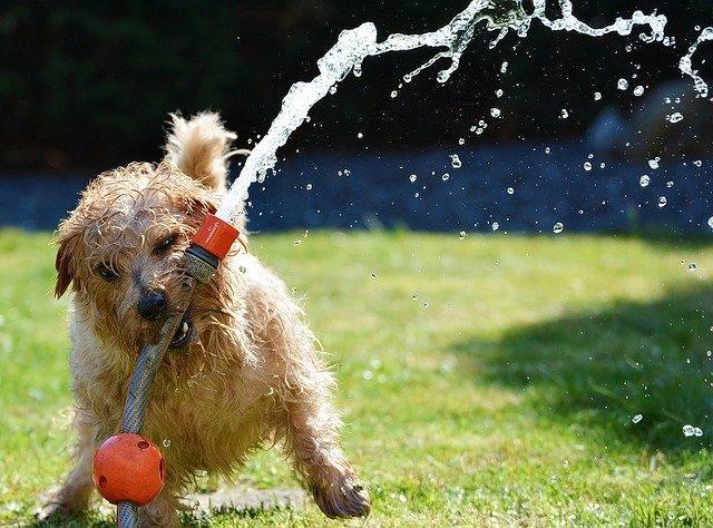 Comment rafraîchir son chien ? - CONSEILS contre la CHALEUR