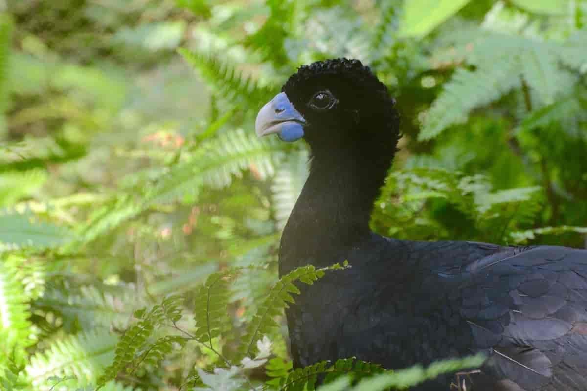 20 OISEAUX de COLOMBIE - avec NOMS et PHOTOS