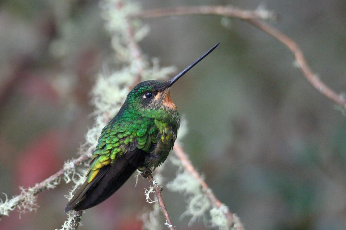 20 OISEAUX de COLOMBIE - avec NOMS et PHOTOS