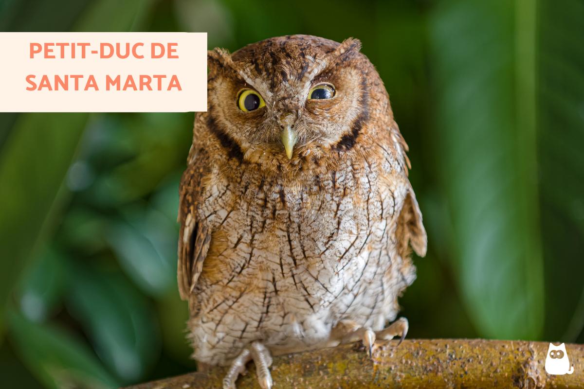 20 OISEAUX de COLOMBIE - avec NOMS et PHOTOS