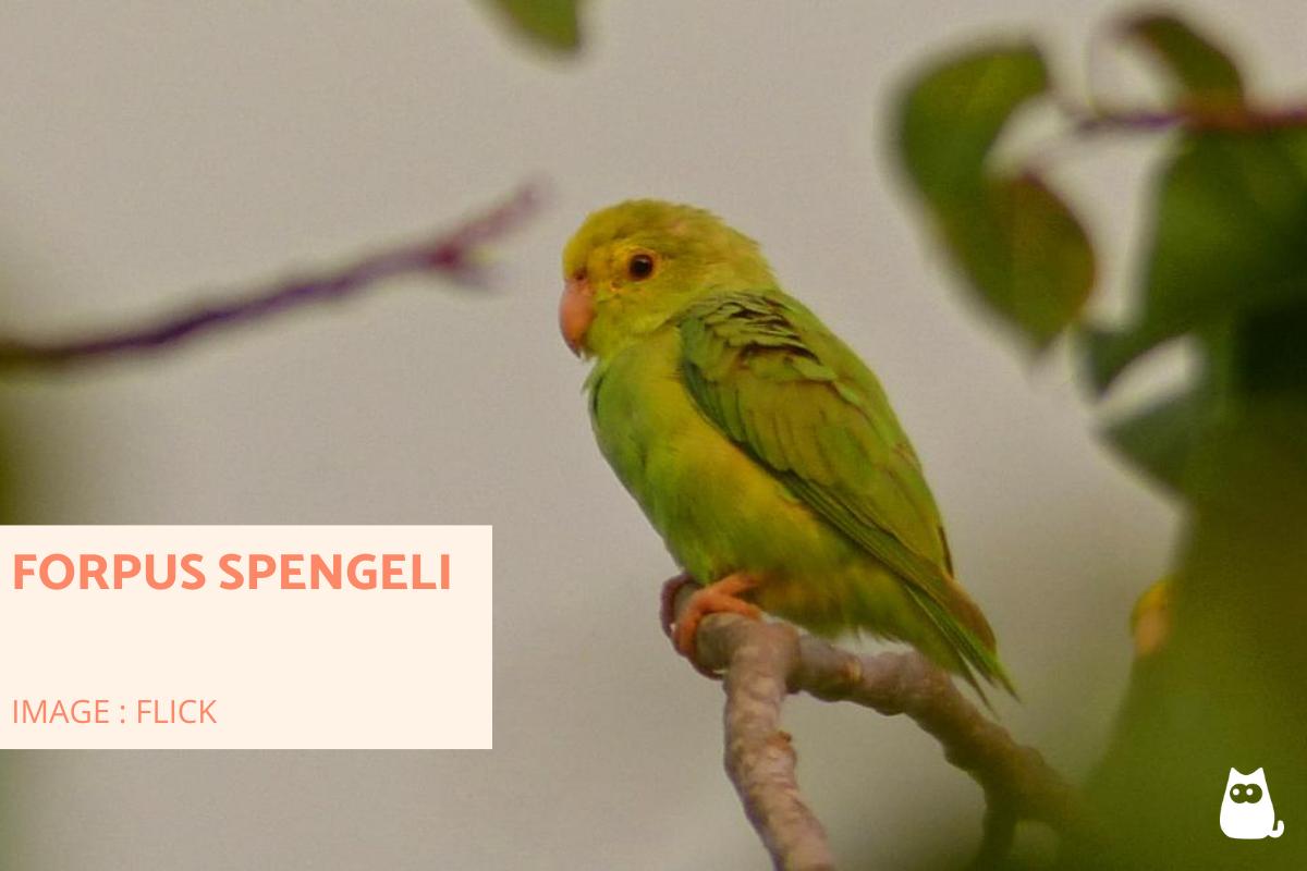 20 OISEAUX de COLOMBIE - avec NOMS et PHOTOS