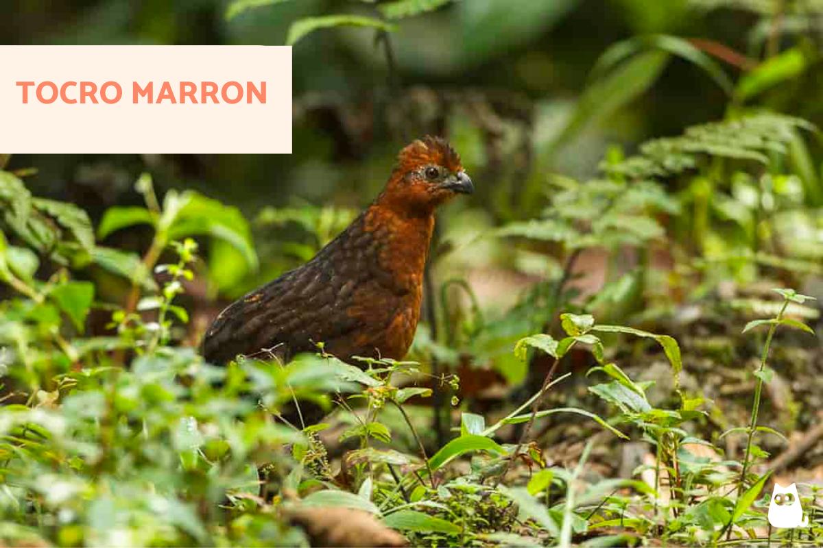 20 OISEAUX de COLOMBIE - avec NOMS et PHOTOS