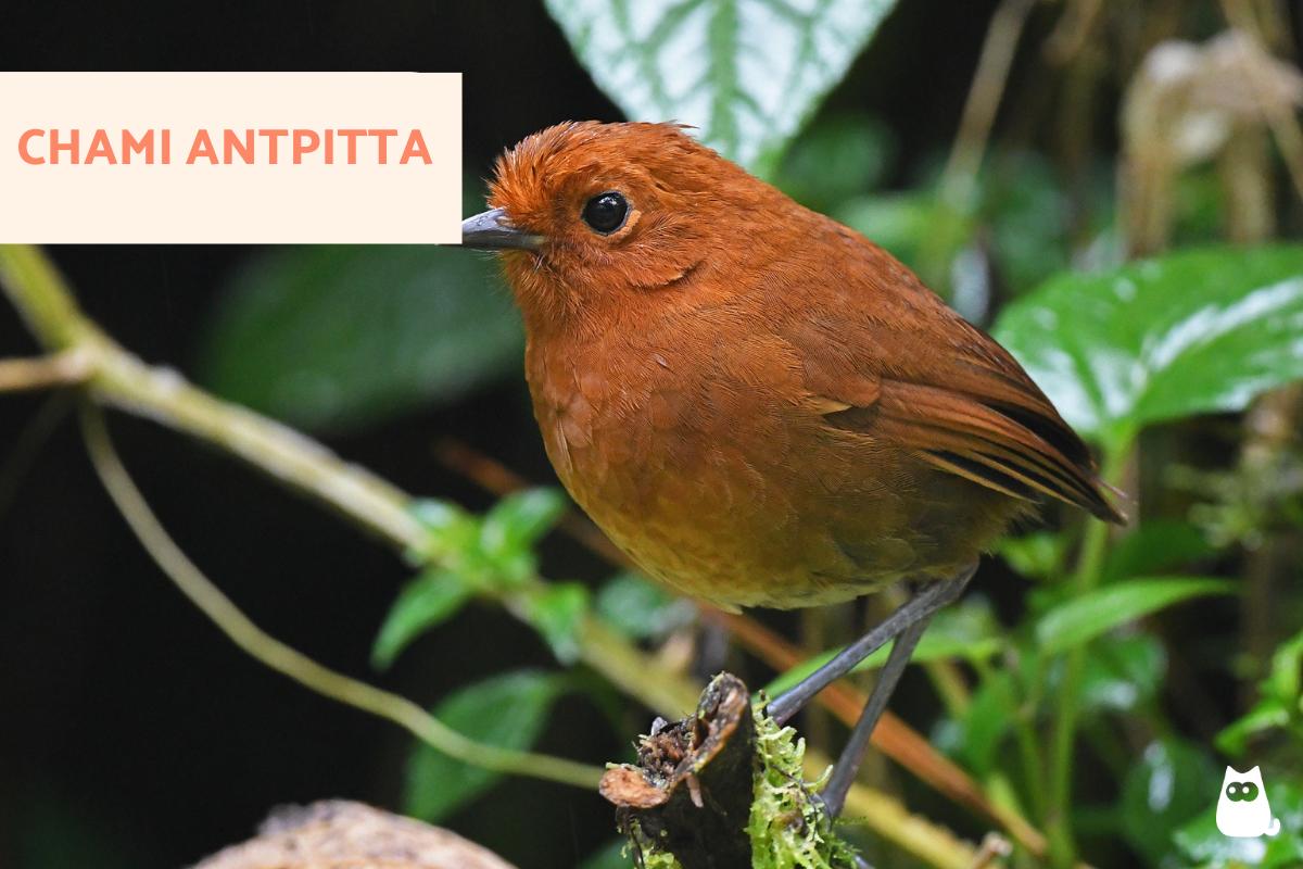 20 OISEAUX de COLOMBIE - avec NOMS et PHOTOS