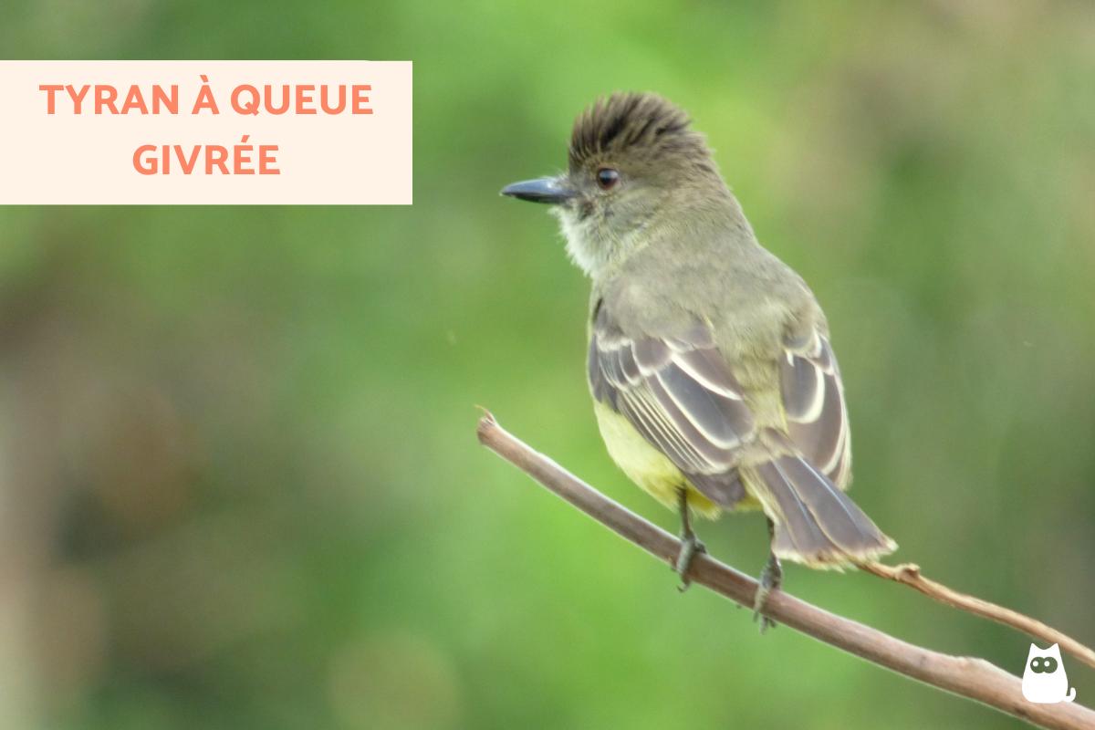 20 OISEAUX de COLOMBIE - avec NOMS et PHOTOS