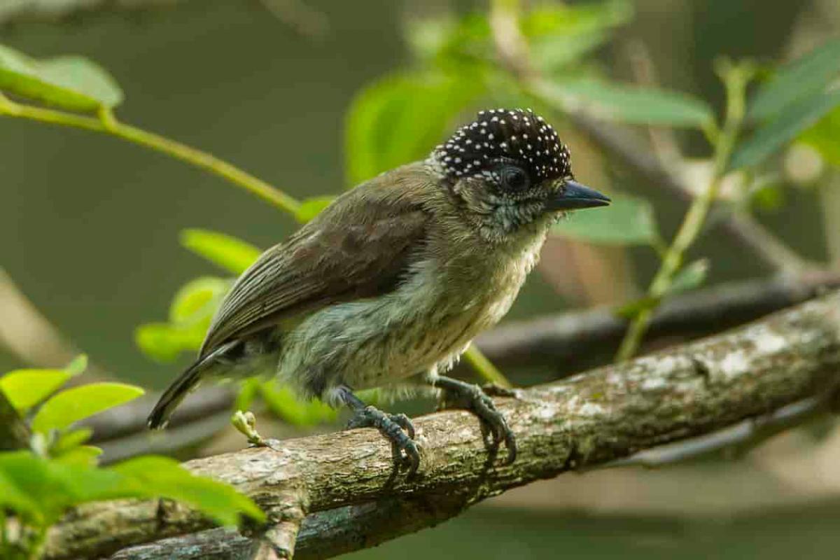 20 OISEAUX de COLOMBIE - avec NOMS et PHOTOS