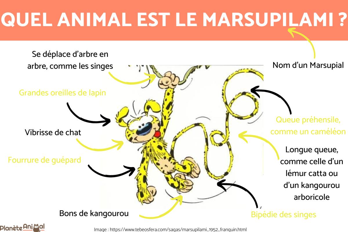Quel animal est le Marsupilami