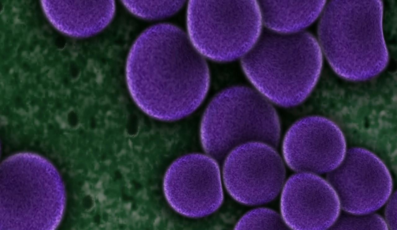 Pyodermite du chien - Symptômes et traitement