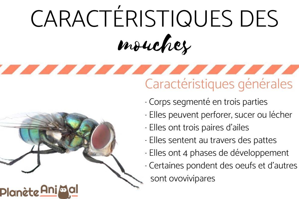 VISION de la MOUCHE - Tout sur les YEUX de MOUCHE