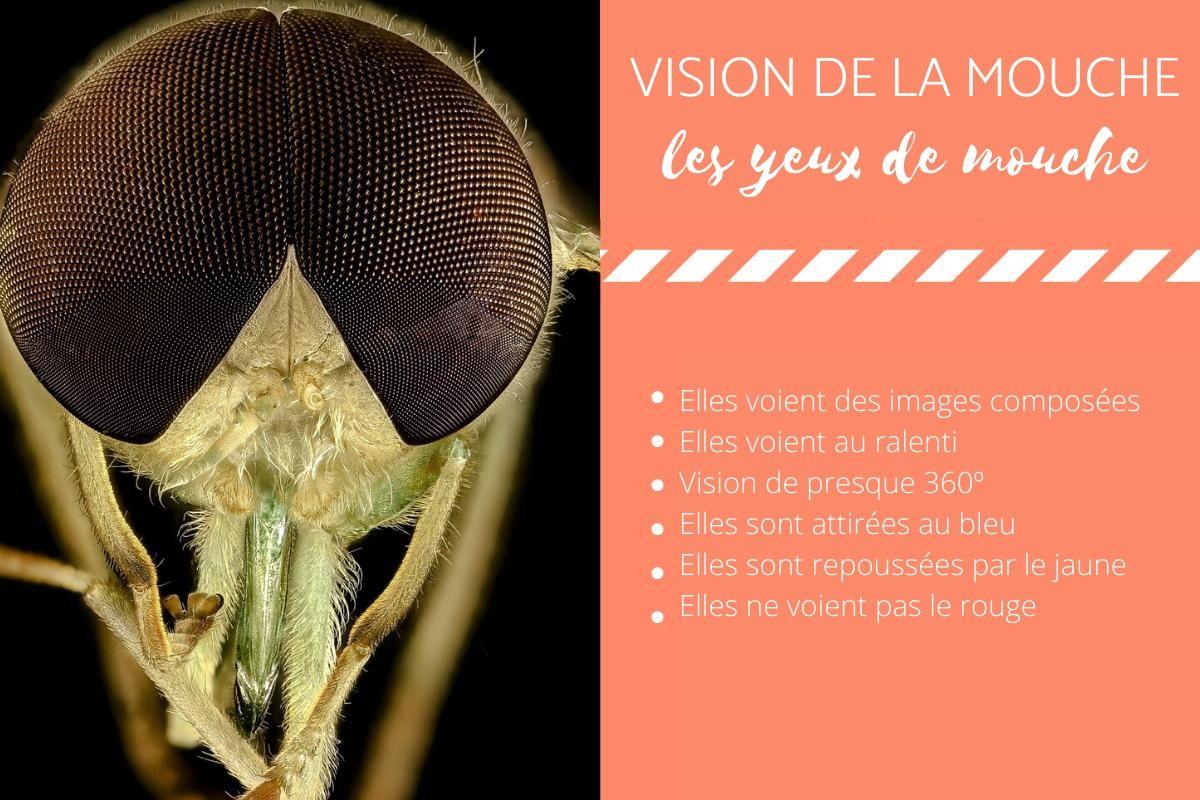 VISION de la MOUCHE - Tout sur les YEUX de MOUCHE