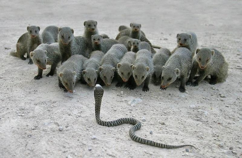 Quels sont les animaux les plus agressifs du monde ? - TOP 8