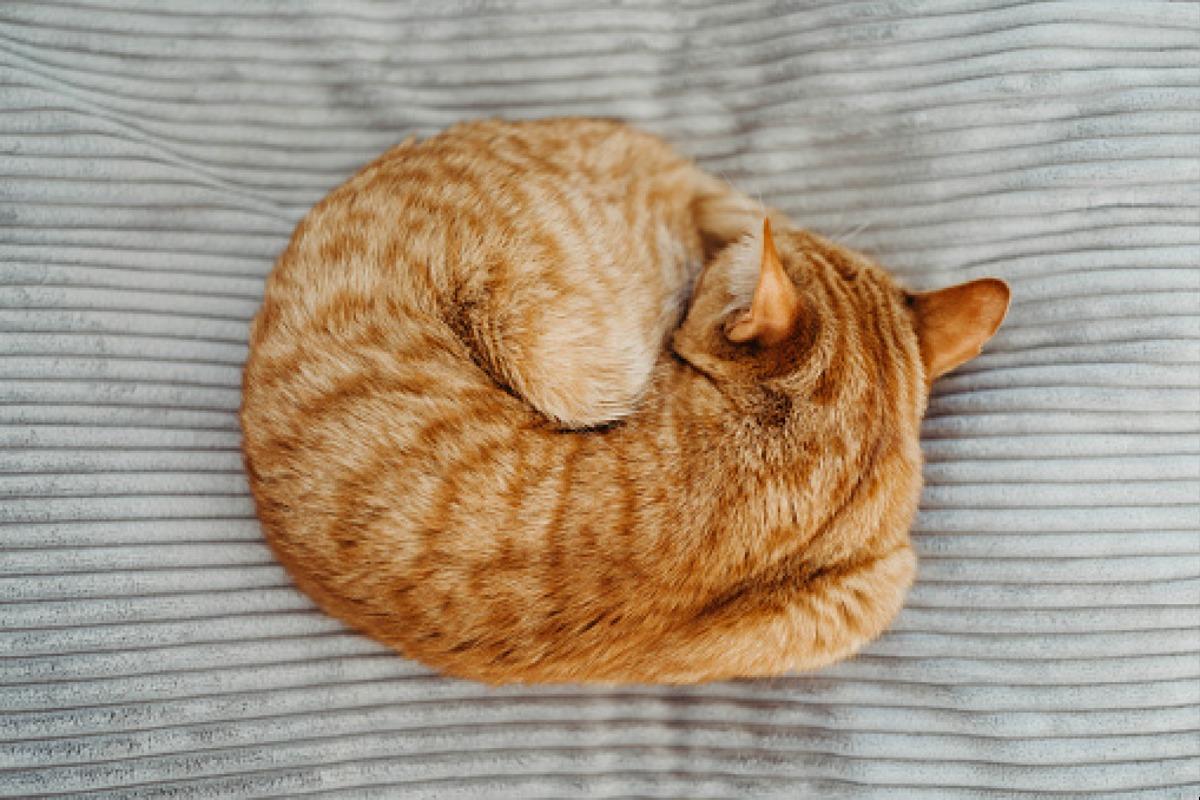 5 POSITIONS d'un CHAT QUI DORT et leur SIGNIFICATION