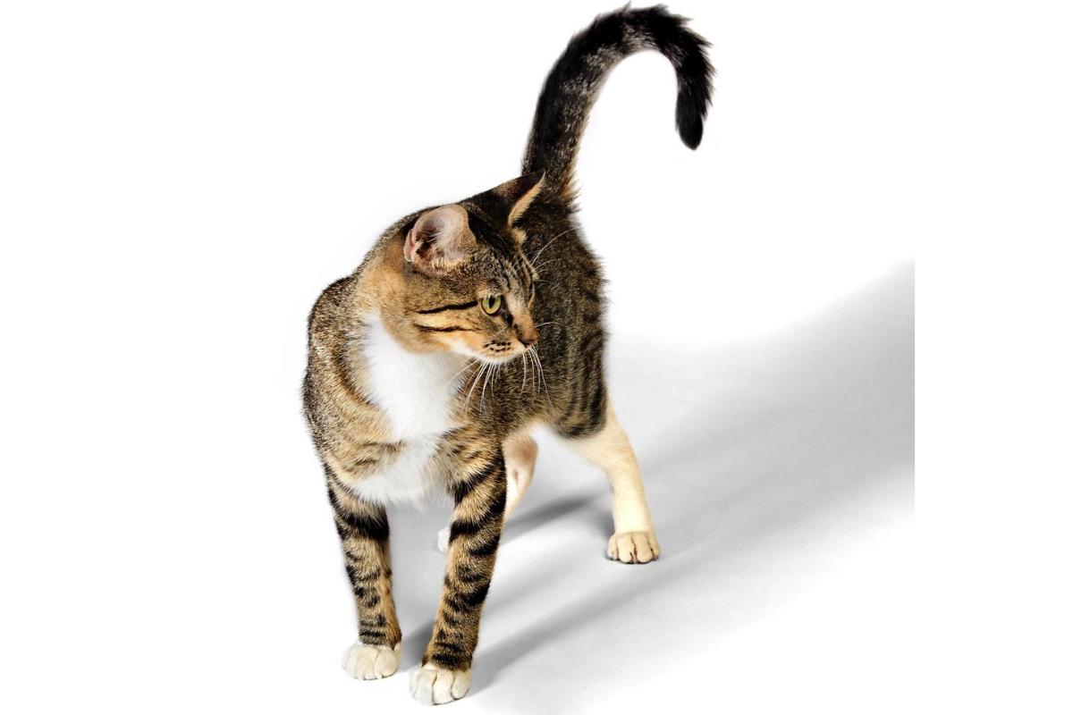 11 faits intéressants sur les chats que vous ne connaissiez pas