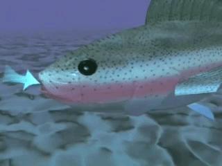 Comment les poissons respirent ? - Tout sur la respiration des poissons