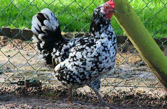 RACES de POULES PONDEUSES - TOP 15 AVEC PHOTO