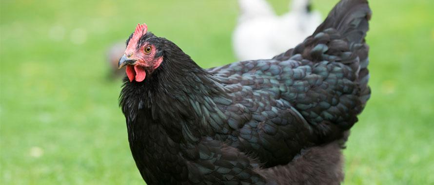 RACES de POULES PONDEUSES - TOP 15 AVEC PHOTO