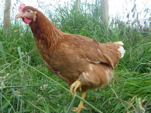 RACES de POULES PONDEUSES - TOP 15 AVEC PHOTO