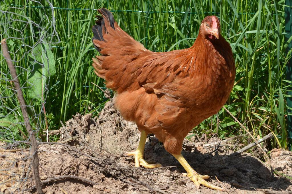 RACES de POULES PONDEUSES - TOP 15 AVEC PHOTO