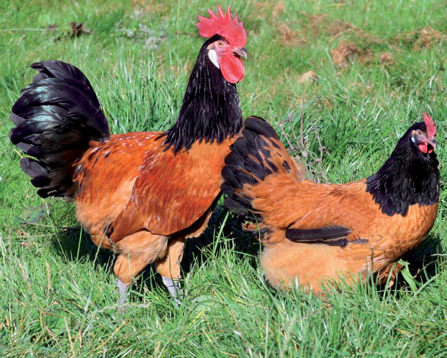 RACES de POULES PONDEUSES - TOP 15 AVEC PHOTO